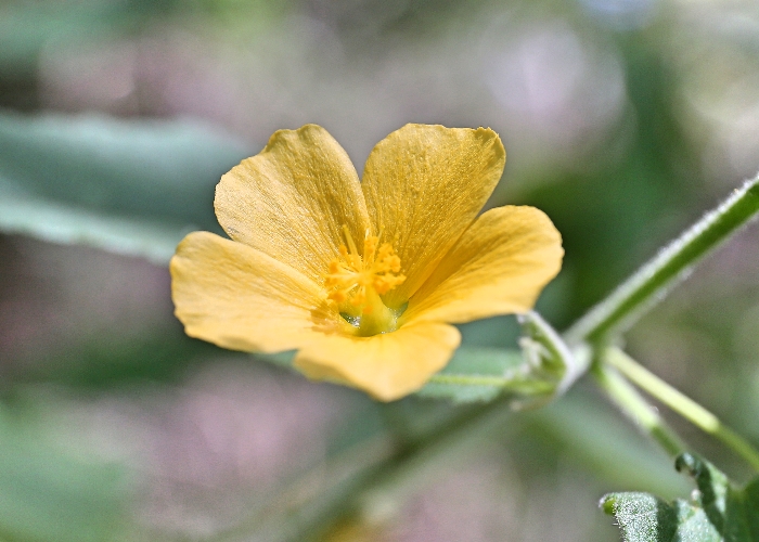 North Queensland Plants - Malvaceae
